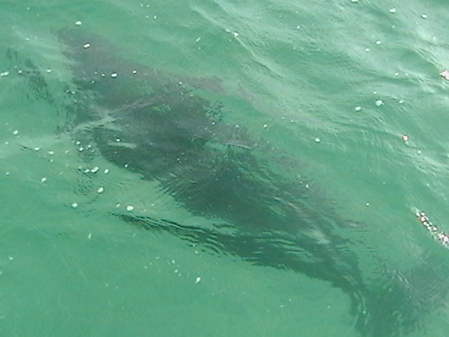 Transcendental Awakening :: Sean-terrence-best3